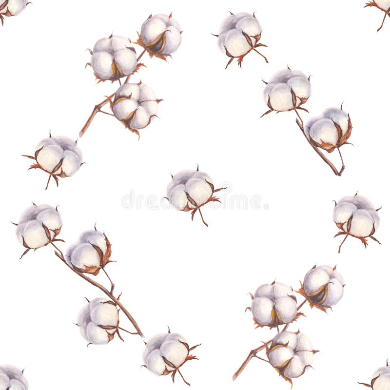 Watercolor Cotton Branch, Isolated on White Background Stock ...