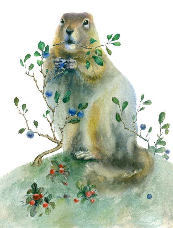 Gopher Watercolor Stock Illustrations – 97 Gopher Watercolor Stock ...