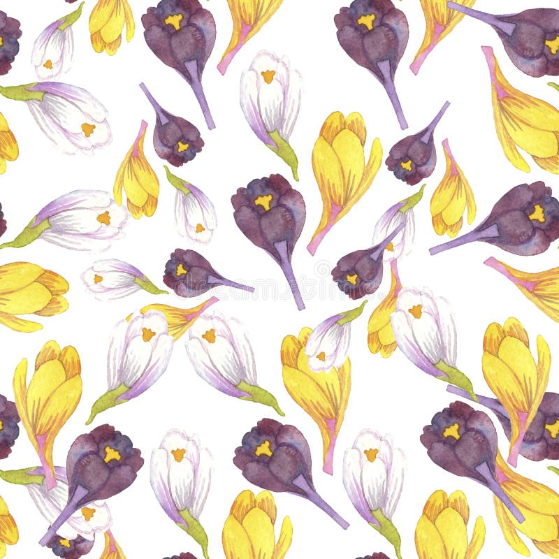Watercolor crocus pattern stock illustration. Illustration of flowers ...