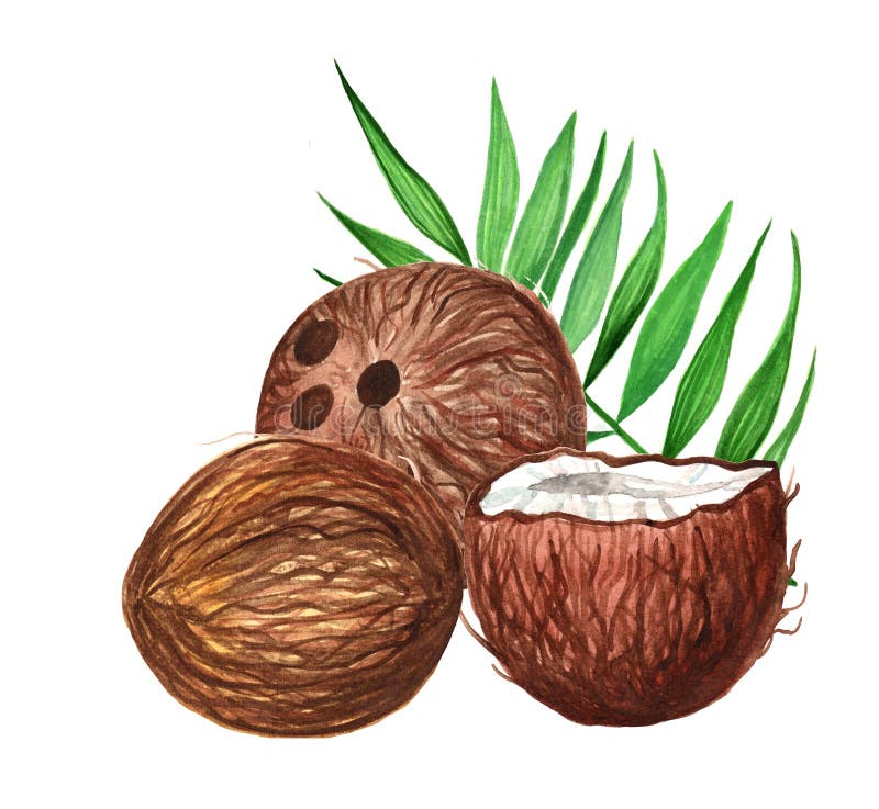 Watercolor Cut and Whole Coconut, Isolated Hand Drawn Illustration ...