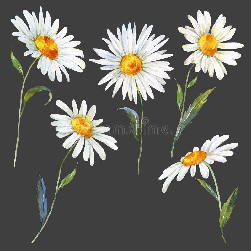 Watercolor Daisy Stock Illustrations – 56,417 Watercolor Daisy Stock ...