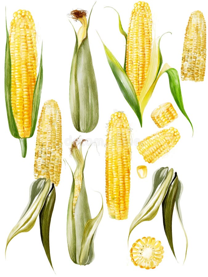 Watercolor Different Corn Set Stock Illustration - Illustration of ...