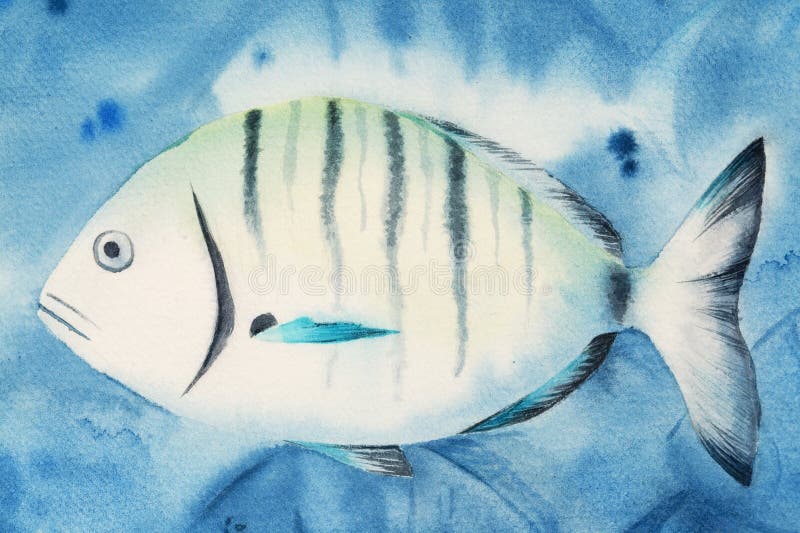 Watercolor of Diplodus Sargus, the Sargo Stock Illustration ...