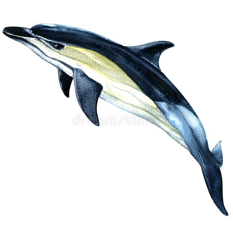 Dolphin Isolated Illustration. Blue and Angry Dolphin Fish Stock ...