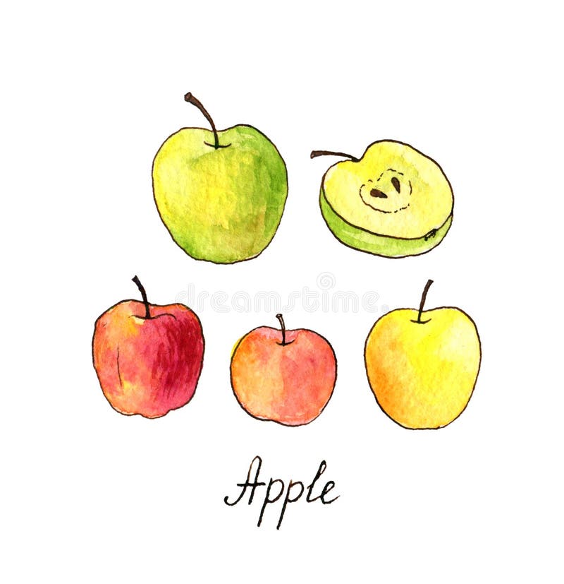 Watercolor drawing apples stock illustration. Illustration of natural ...