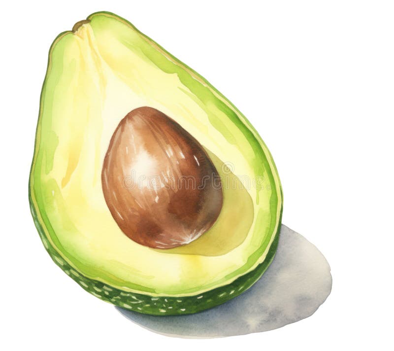 Watercolor Drawing of Avocado on Transparent Background in PNG Format ...