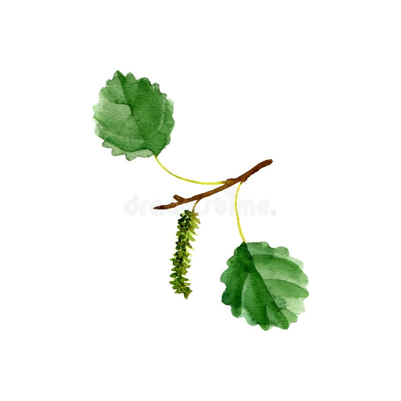 Aspen Tree Stock Illustrations – 4,484 Aspen Tree Stock Illustrations ...