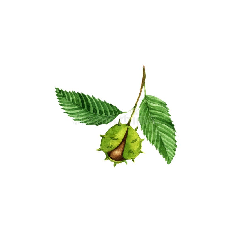 Chestnut Tree Stock Illustrations – 7,084 Chestnut Tree Stock ...