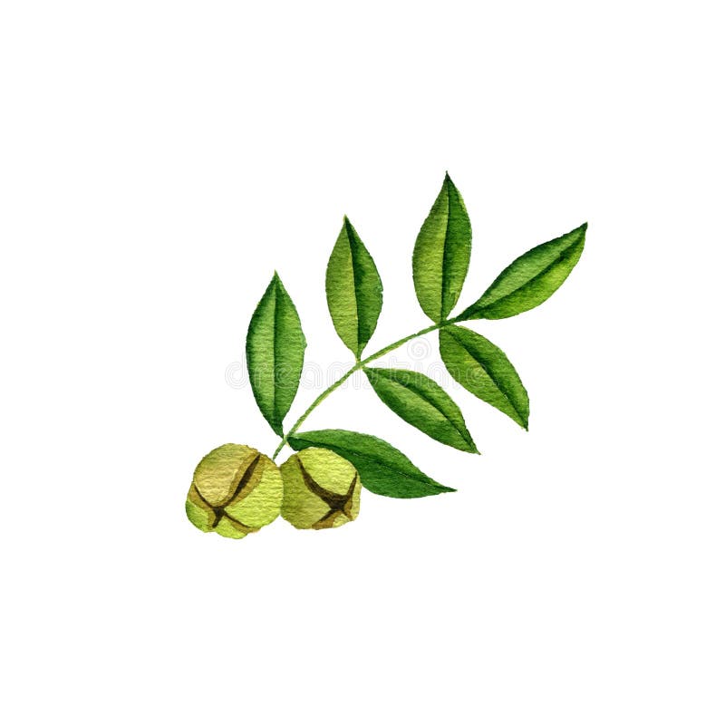 Hickory Nut Branch Stock Illustrations – 12 Hickory Nut Branch Stock ...