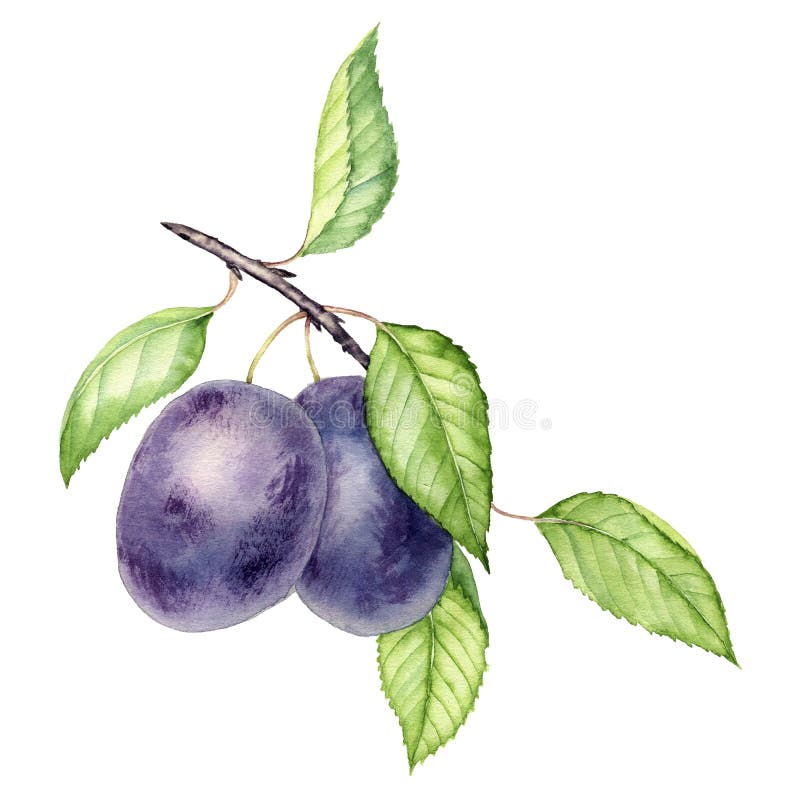 Watercolor Drawing Branch of Plum Stock Illustration - Illustration of ...