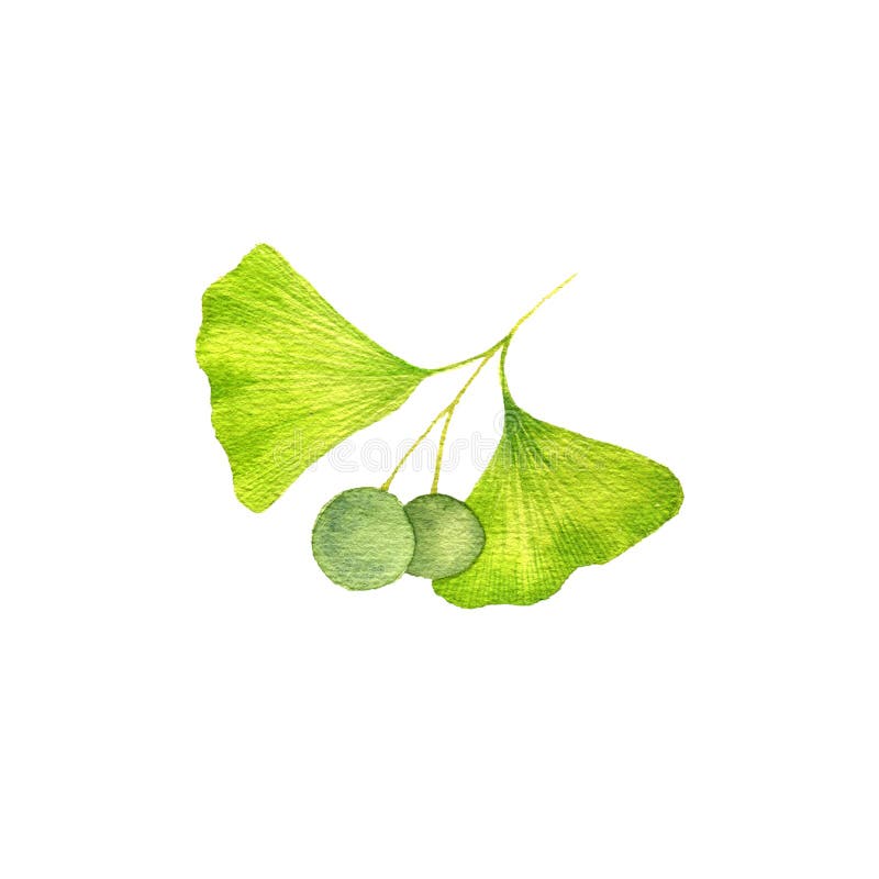 Watercolor Drawing Branch of Ginkgo Tree Stock Illustration ...