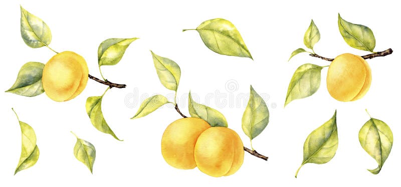 Watercolor Drawing Branches of Apricot Stock Illustration ...