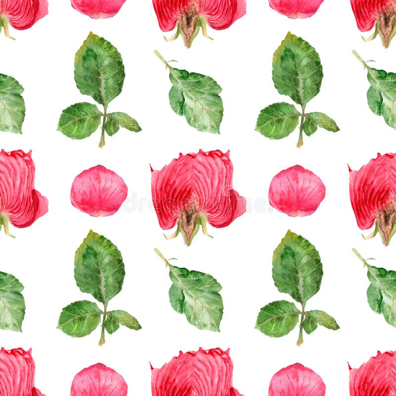 Watercolor Drawing Flowers in a Cut, Rose, Seamless Pattern Stock ...