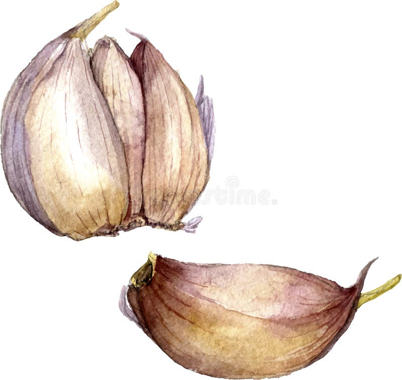 Garlic Plant, Drawing by Colored Pencils Stock Illustration ...