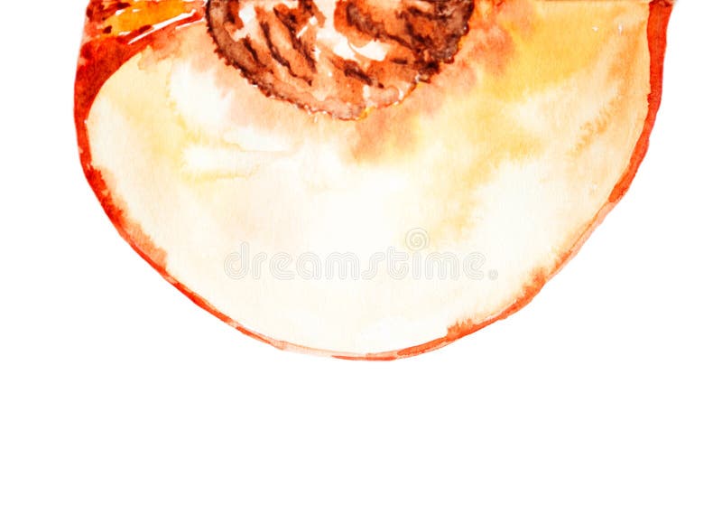 Watercolor Drawing of Half of Peach Isolated on the White Background ...