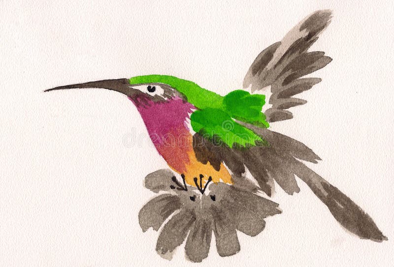 Watercolor Drawing of Hummingbird Stock Illustration - Illustration of ...
