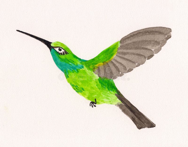Watercolor Drawing of Hummingbird Stock Illustration - Illustration of ...
