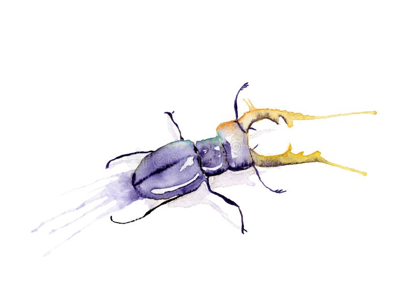 Watercolor Drawing of an Insect - Stag Beetle, Stag Stock Illustration ...