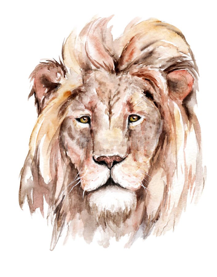 Watercolor Drawing of a Lion`s Head, Mane, Sketch Stock Illustration ...