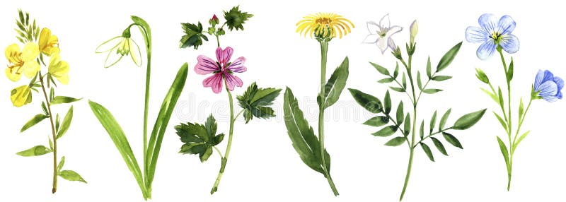 Watercolor Drawing Medicinal Plants Stock Illustration - Illustration ...