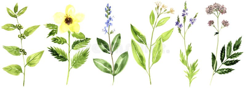 Veronica Speedwell Wildflower Stock Illustrations – 25 Veronica ...