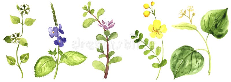 Watercolor Drawing Medicinal Plants Stock Illustration - Illustration ...