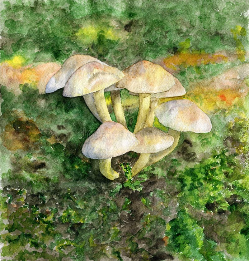 Watercolor Drawing. Mushrooms in the Forest on the Grass. Stock ... Watercolor Drawing. Mushrooms in the Forest on the Grass. Stock ...