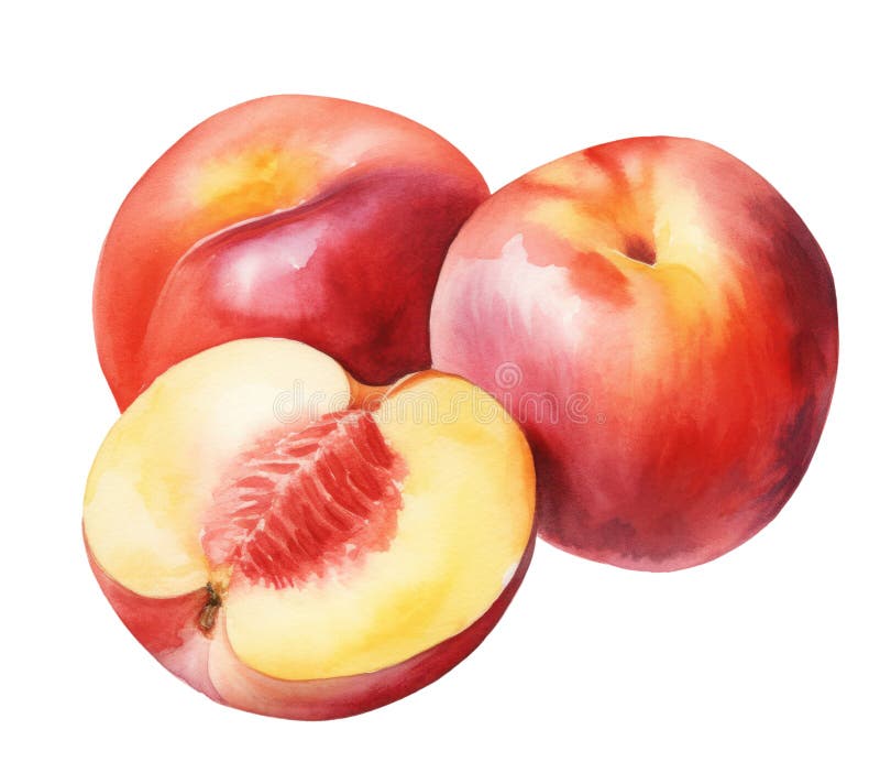 Watercolor Drawing of Nectarine on Transparent Background in PNG Format ...