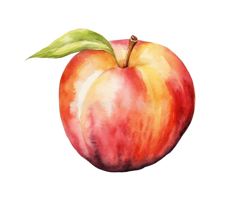 Watercolor Drawing of Nectarine on Transparent Background in PNG Format ...