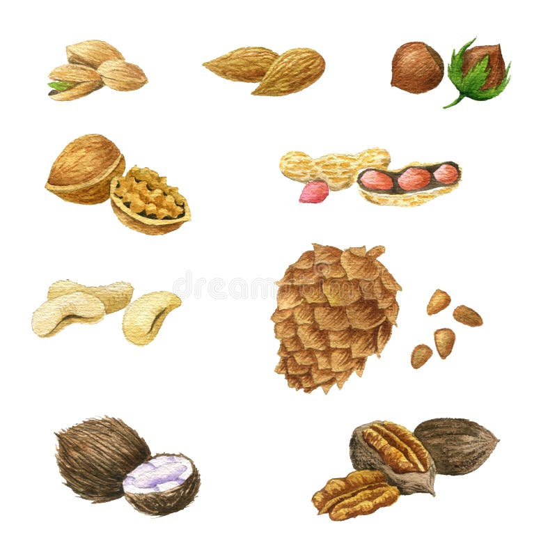 Watercolor drawing nuts stock illustration. Illustration of botanical ...