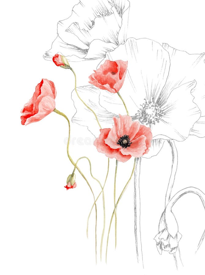 Watercolor Drawing of a Poppy, Graphics and Color Stock Illustration ...