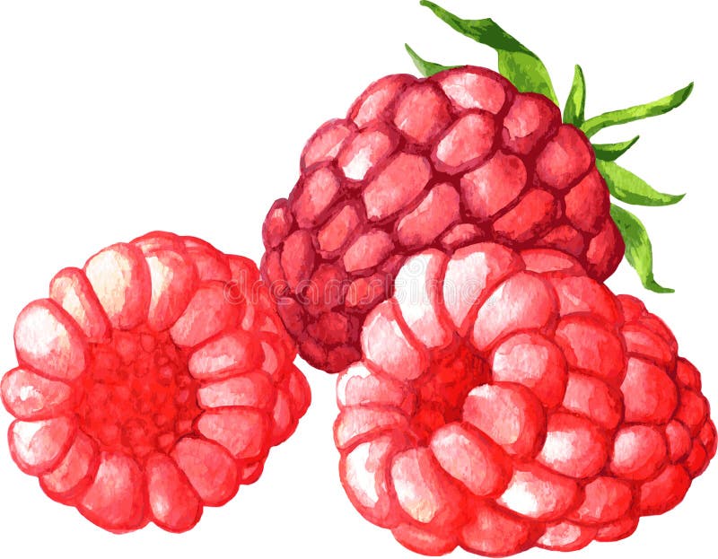 Drawing Raspberries Stock Illustrations – 3,084 Drawing Raspberries ...