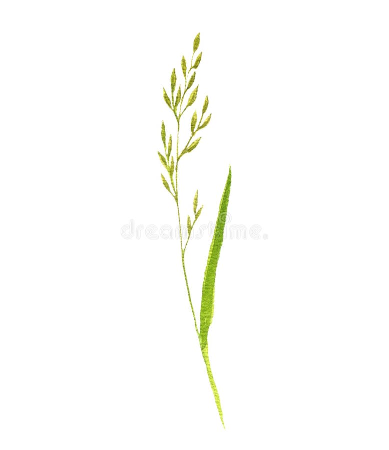 Rice Plant Stock Illustrations – 28,079 Rice Plant Stock Illustrations ...