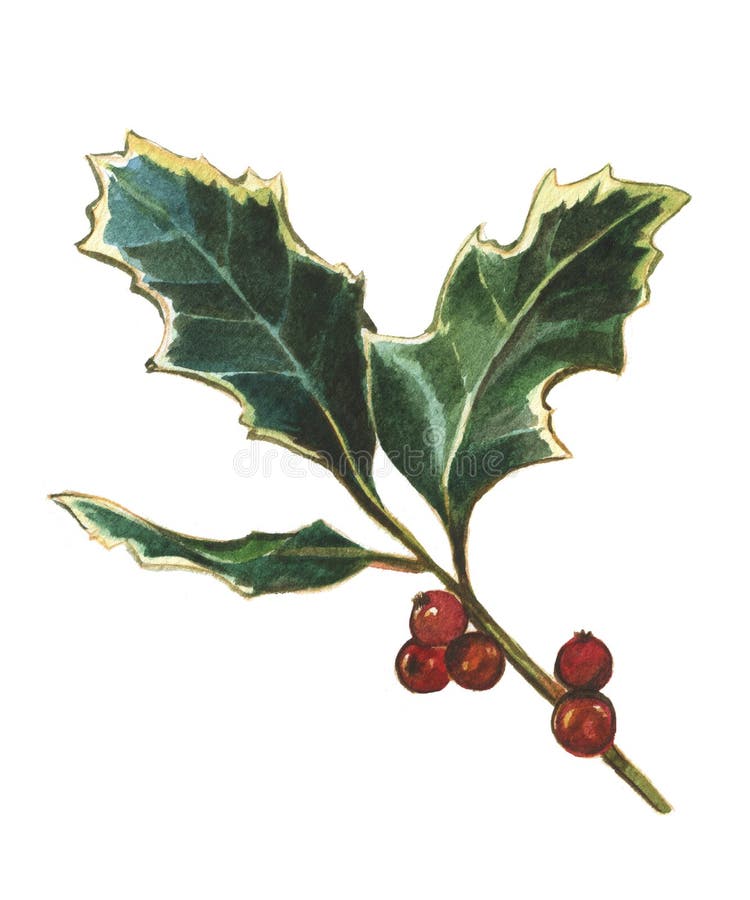 Sprig of holly stock vector. Illustration of tree, trees - 917801