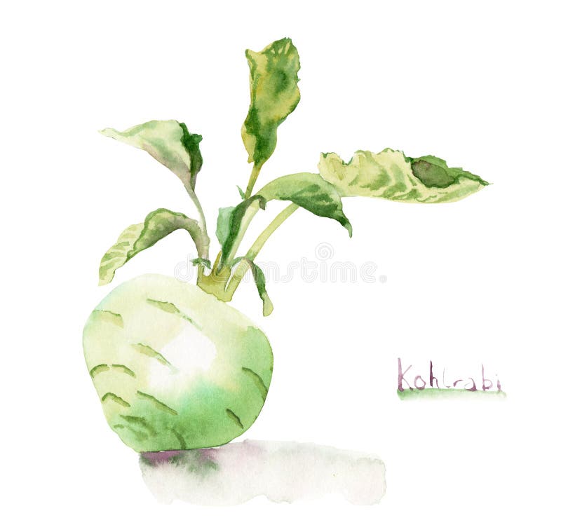 Watercolor Drawing of Vegetables - Kohlrabi Root Whole Stock ...