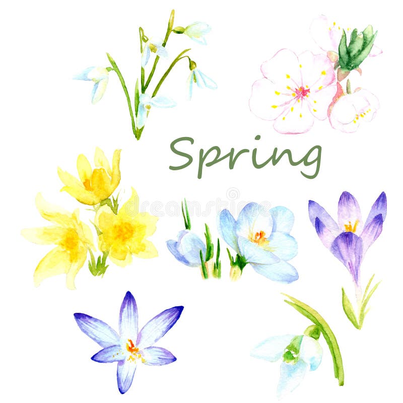 Watercolor Drawings - Spring Flowers, a Set of First Flowers Stock ...