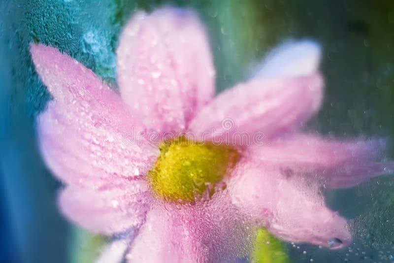 Pink Flower in Water with Watercolor Effect Stock Image - Image of ...