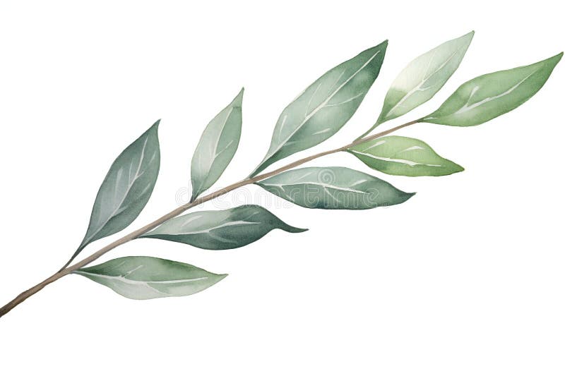 Watercolor Eucalyptus Branch Isolated on White Background, Hand Painted ... Watercolor Eucalyptus Branch Isolated on White Background, Hand Painted ...