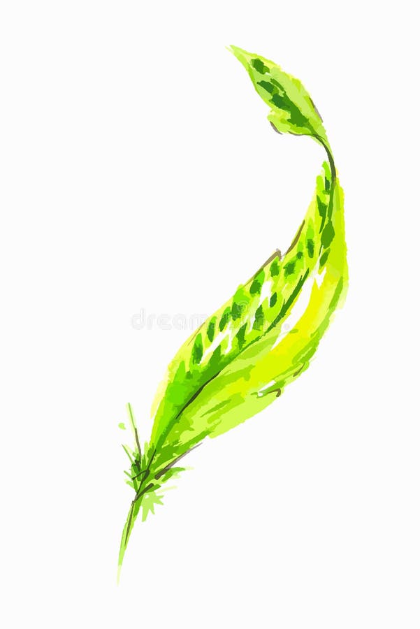 Watercolor feather. stock vector. Illustration of nature - 77131602