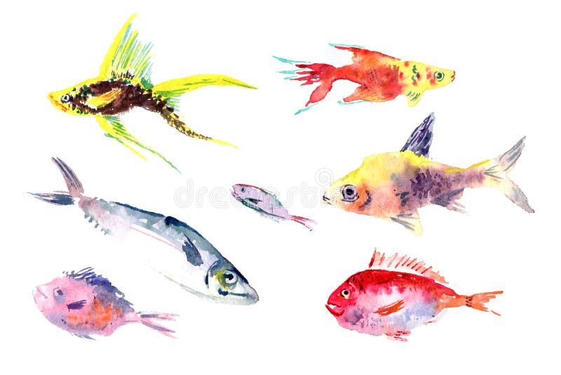 Watercolor Fishes Collection on White Background. Stock Vector ...