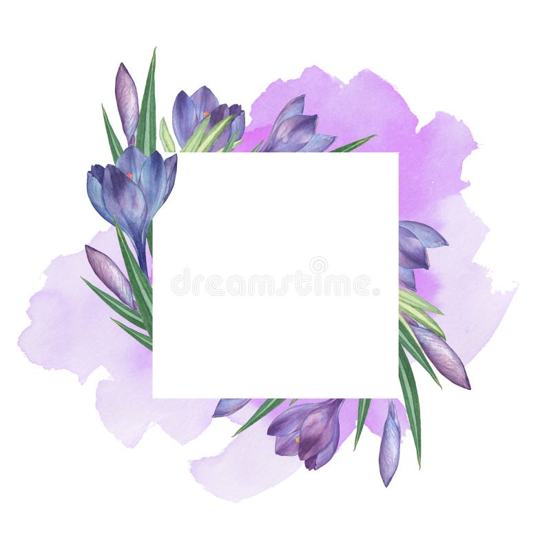 Crocus 6. Watercolor Floral Frame. Watercolor Illustration. Hand ...