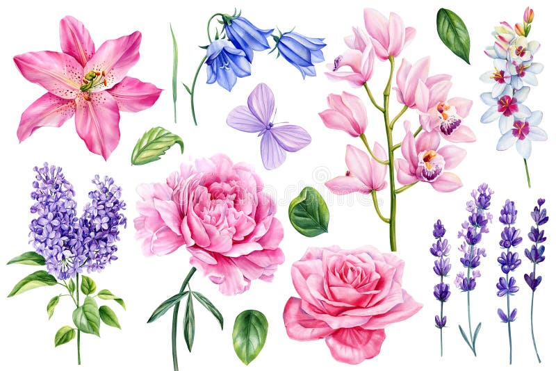 Watercolor Floral Set Peony Rose Lavender Lily Orchid Bluebells