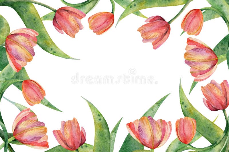 Watercolor Floral Tulip Background. Stock Illustration - Illustration ...