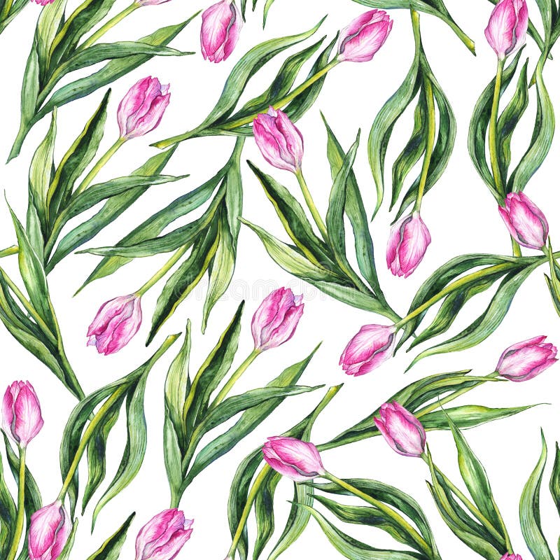 Pink White Tulip Garden in Spring Background or Pattern Stock Image ...