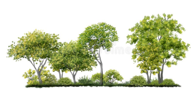 Watercolor Forest or Tree Side View Isolated on White Background for ...
