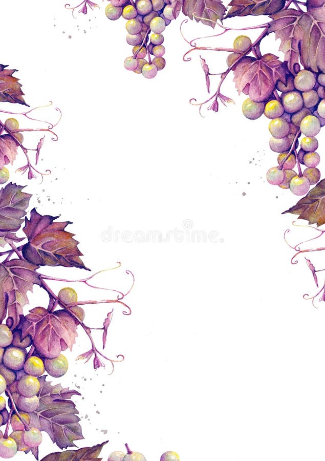 Watercolor Frame or Background with Bunches of Purple Grapes Stock ...