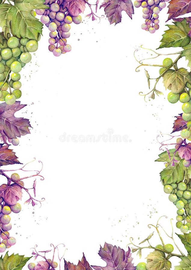 Watercolor Frame or Background with Bunches of Purple and Green Grapes ...