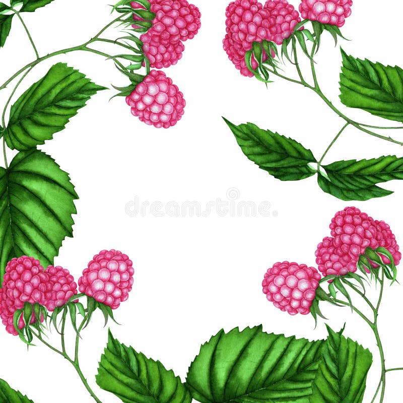 Watercolor Frame Made of Raspberry Branches on a White Background. Five ...