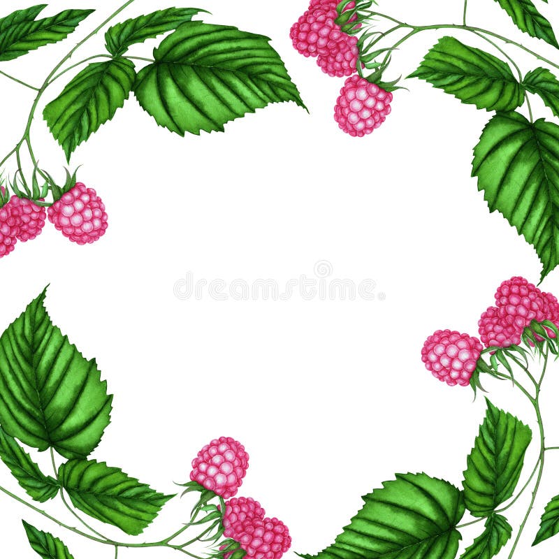 Watercolor Frame Made of Raspberry Branches on a White Background ...