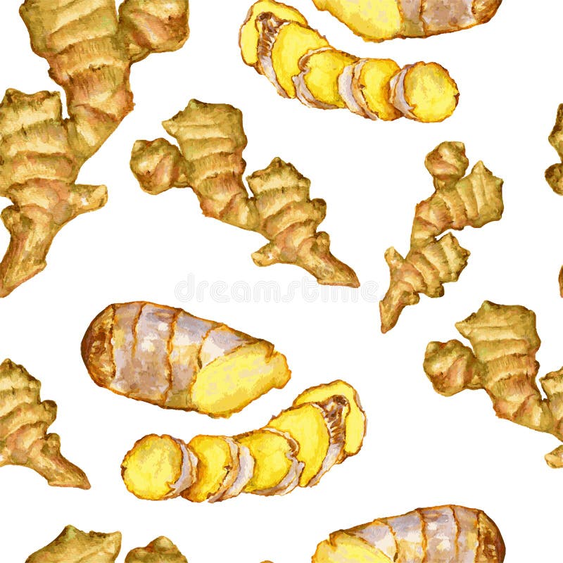 Watercolor Ginger Root, Hand Drawn Ginger Illustration Isolated on ... Watercolor Ginger Root, Hand Drawn Ginger Illustration Isolated on ...